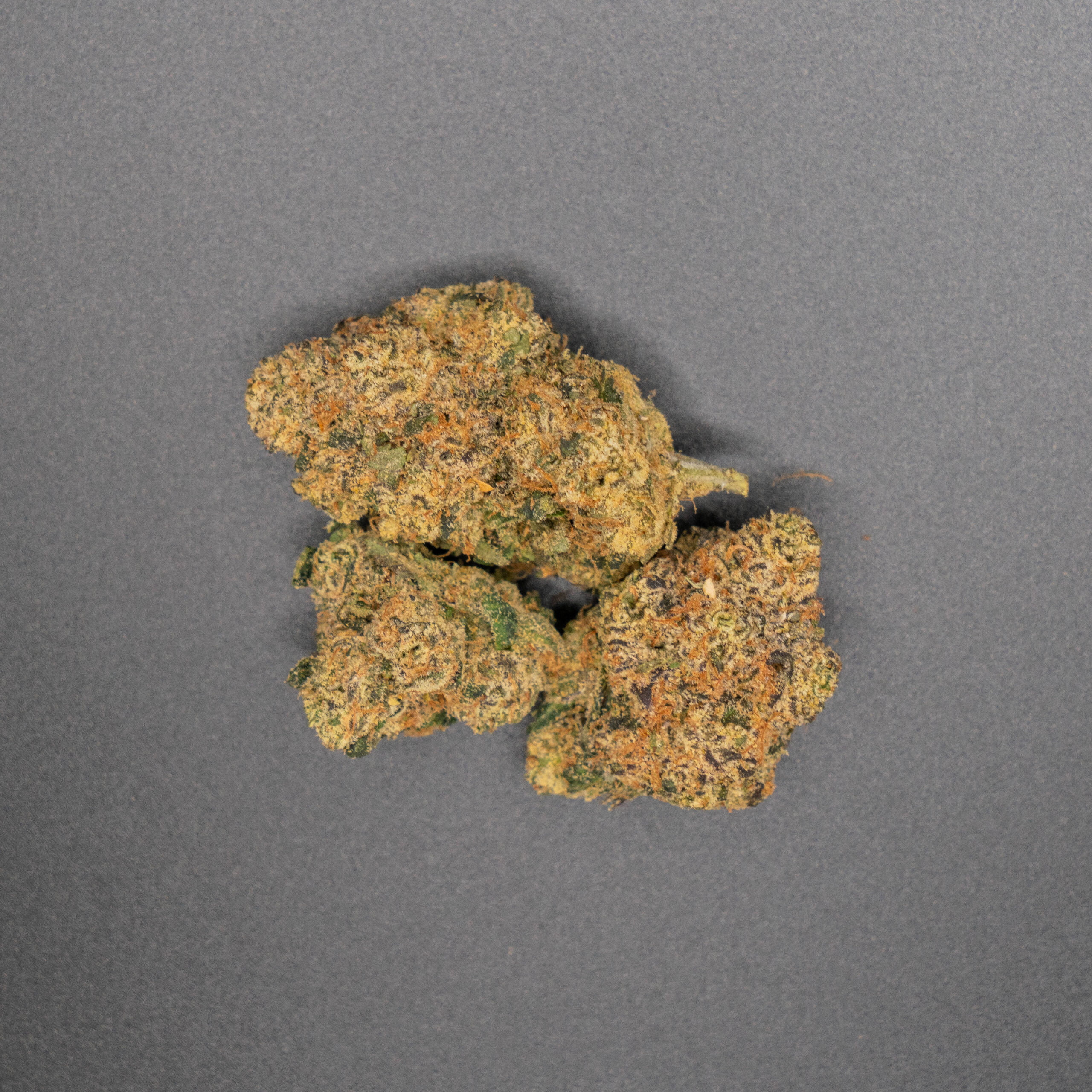 Flower | Comm Ave Canna