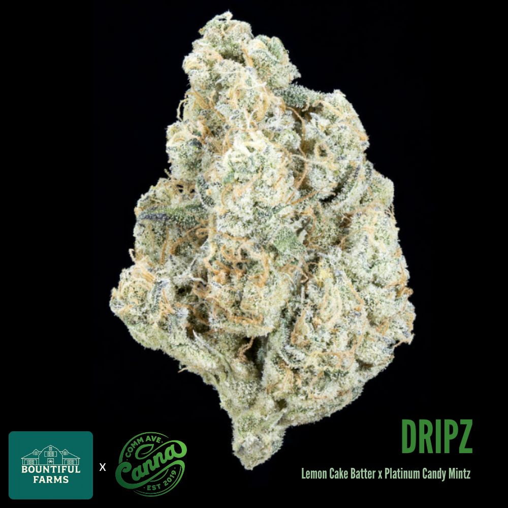 Flower | Comm Ave Canna