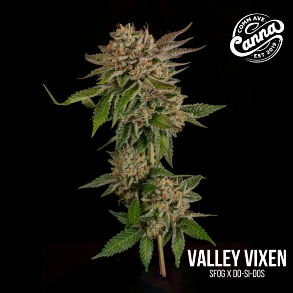 Valley Vixen | Flower | 14g | Comm Ave Canna | Comm Ave Canna